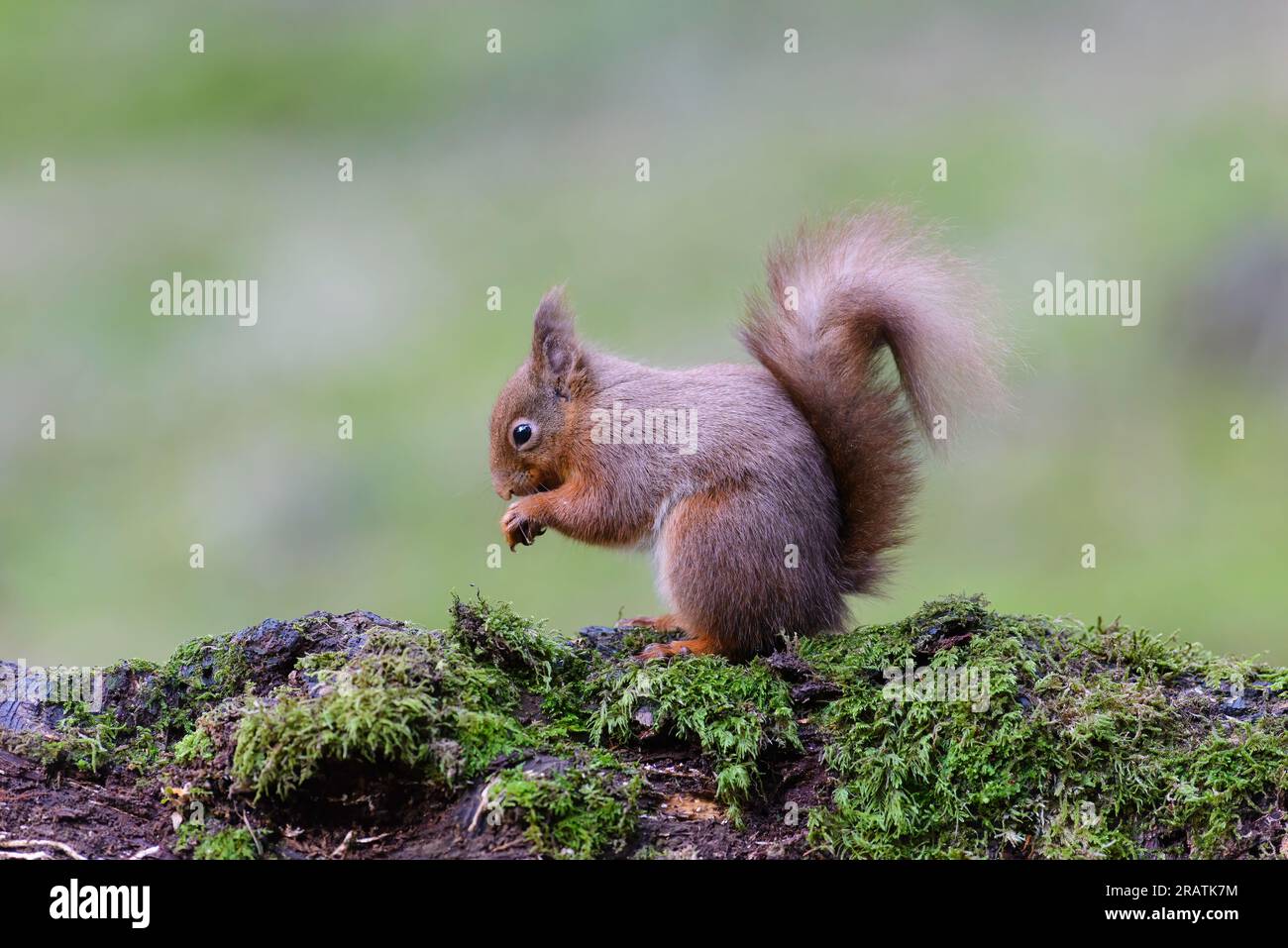 Red Squirrel, Sciurus vulgaris, sat on a lichen covered log, side view ...