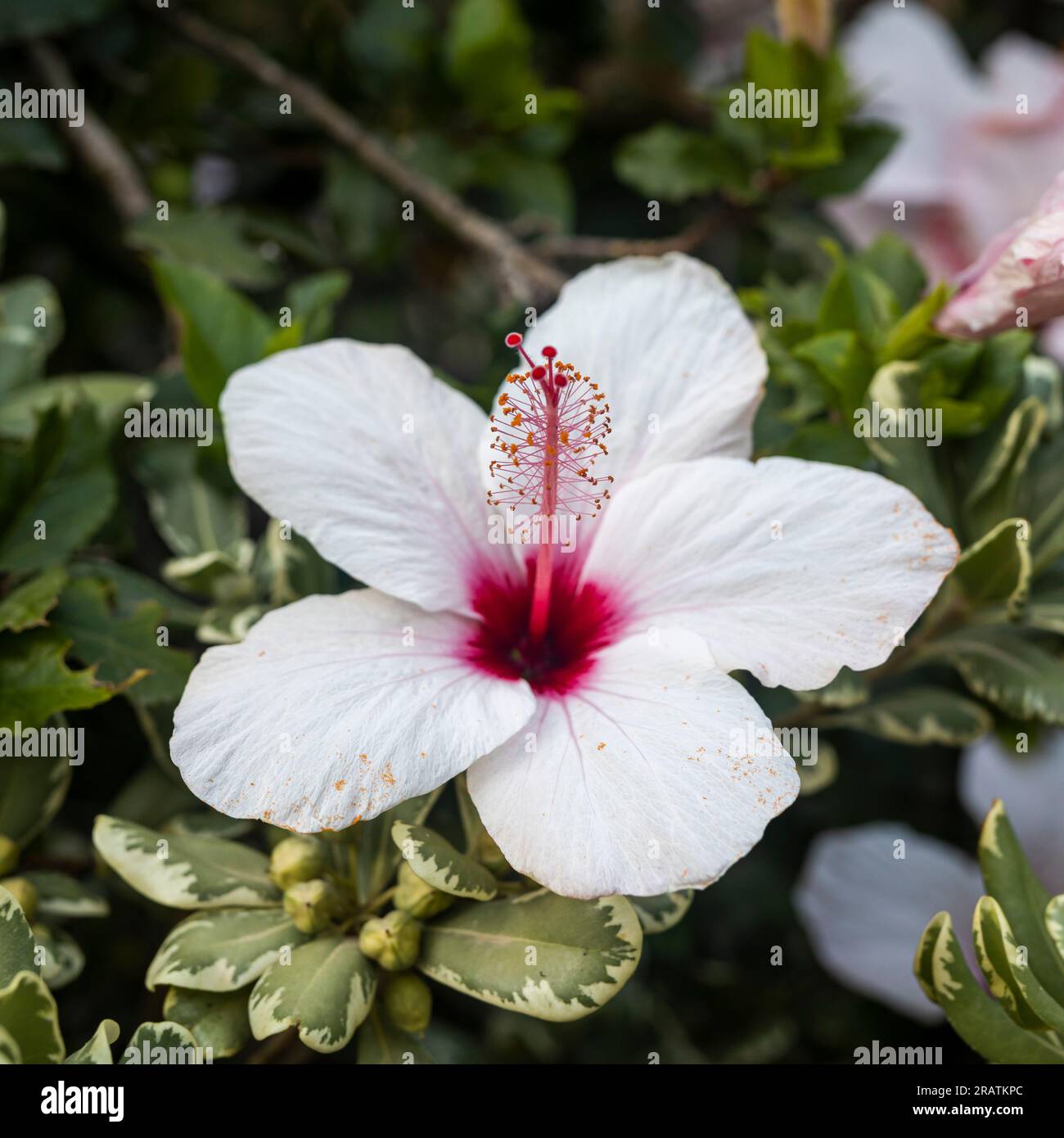 Shoe black plant with a natural background. Also called Hibiscus rosa ...