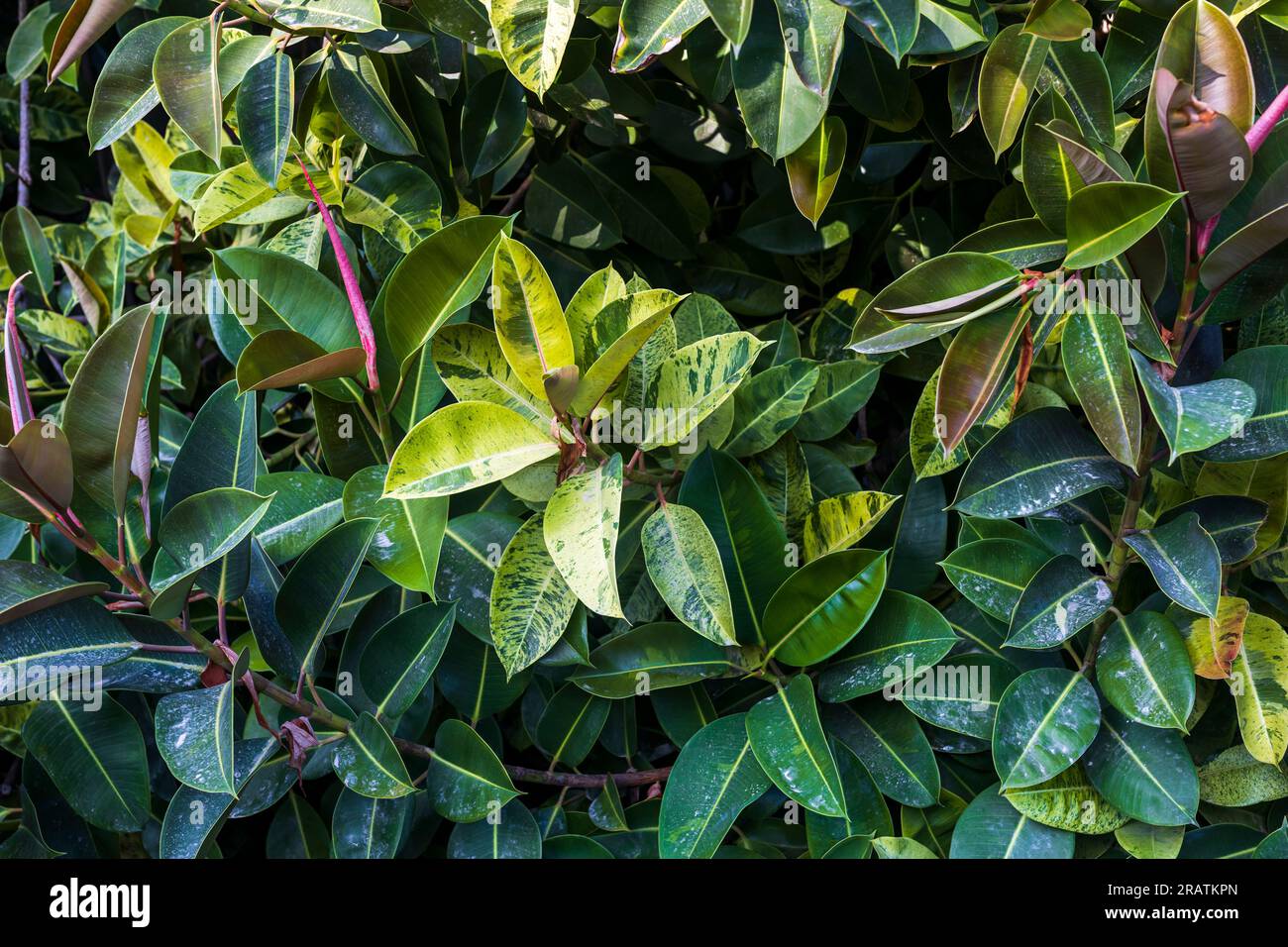 ficus leaves as a textured backdrop. Pattern. Ficus tinctoria Stock ...