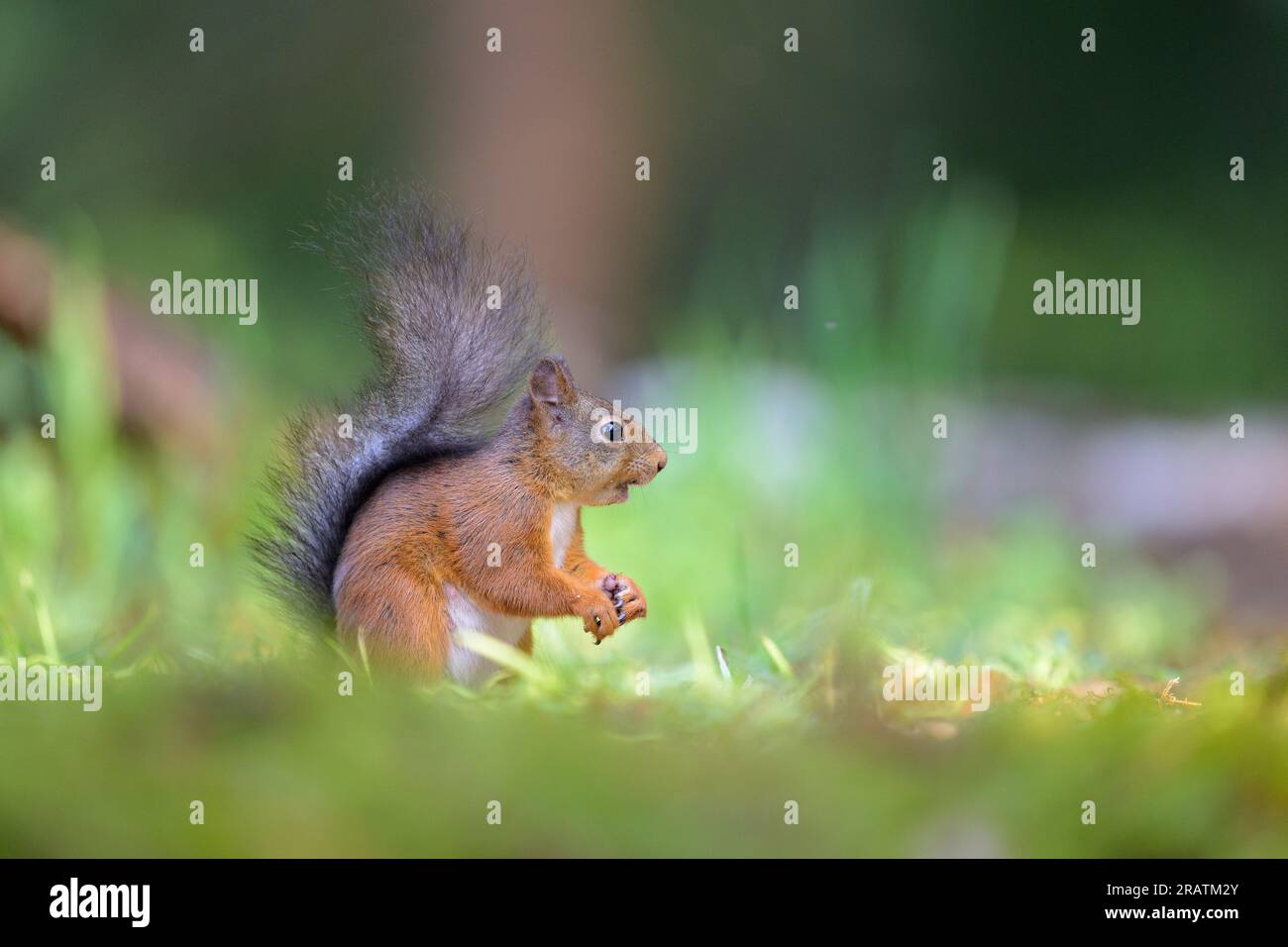 Cute Norwegian Red squirrel (Sciurus vulgaris) in sommer forest Stock ...
