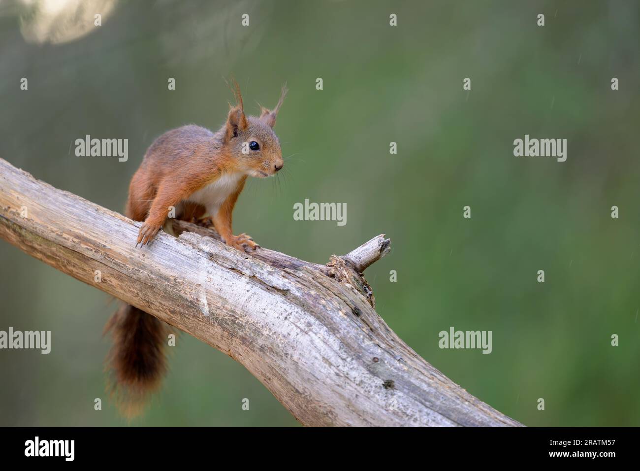 Cute Norwegian Red squirrel (Sciurus vulgaris) in sommer forest Stock ...