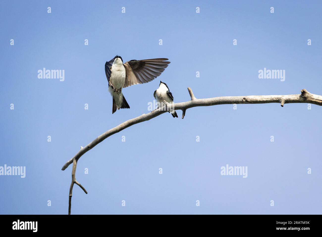 A male tree swallow attempting to mate with a female as he flies over ...