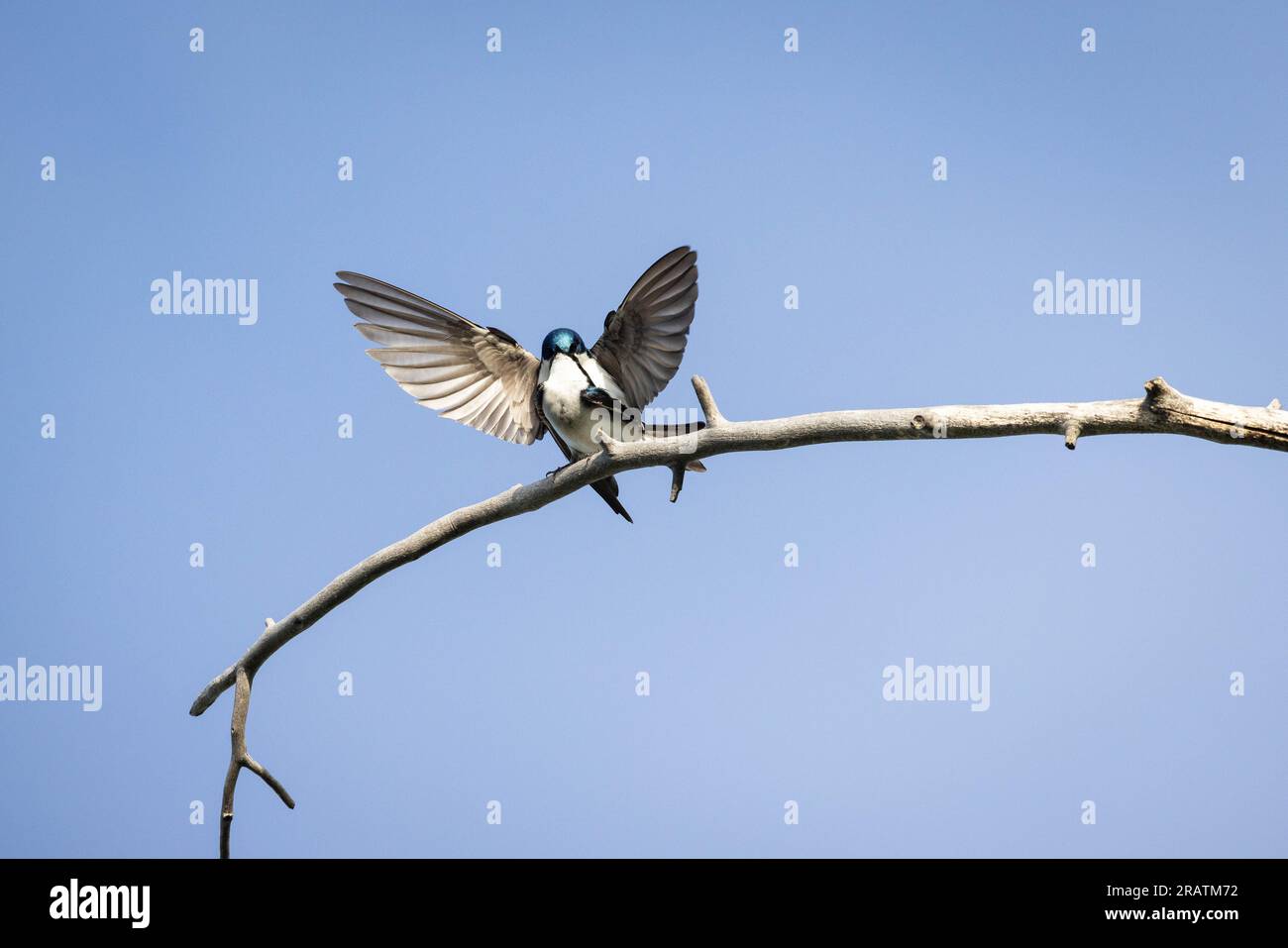 Tree swallows mating on an extended cottonwood tree branch. Grand Teton ...