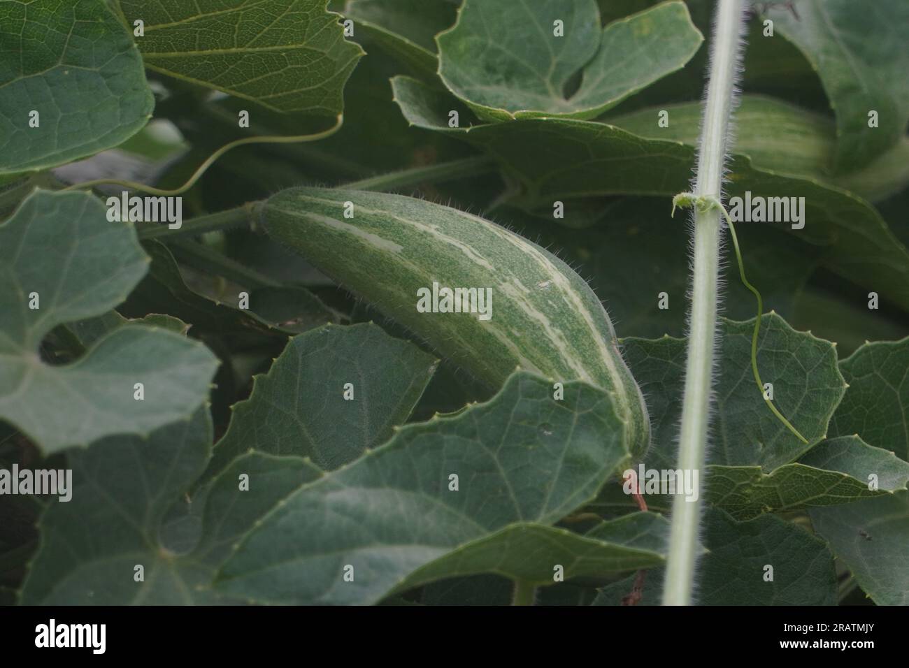 Potol hi-res stock photography and images - Alamy