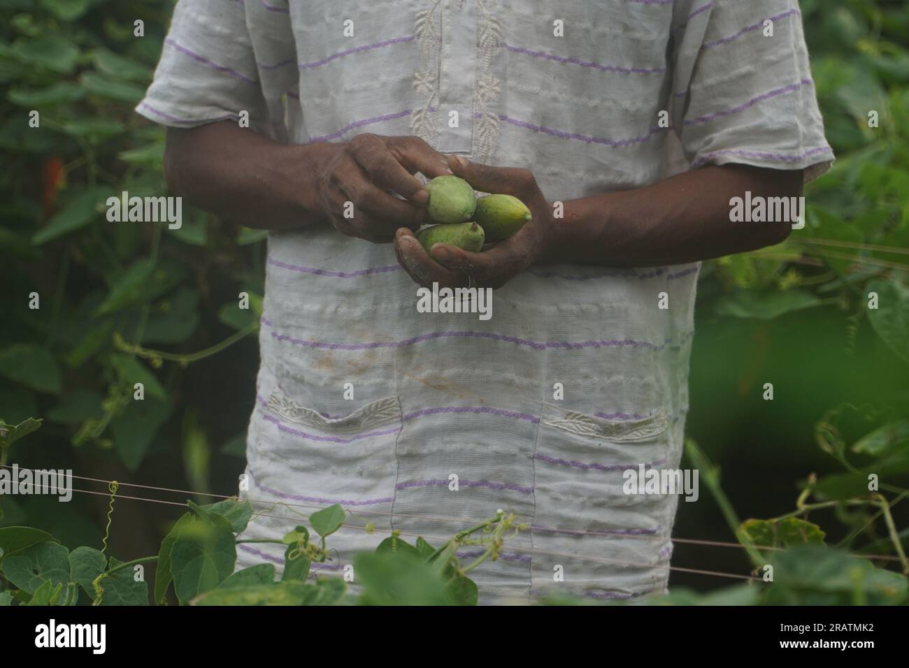 Potol hi-res stock photography and images - Alamy