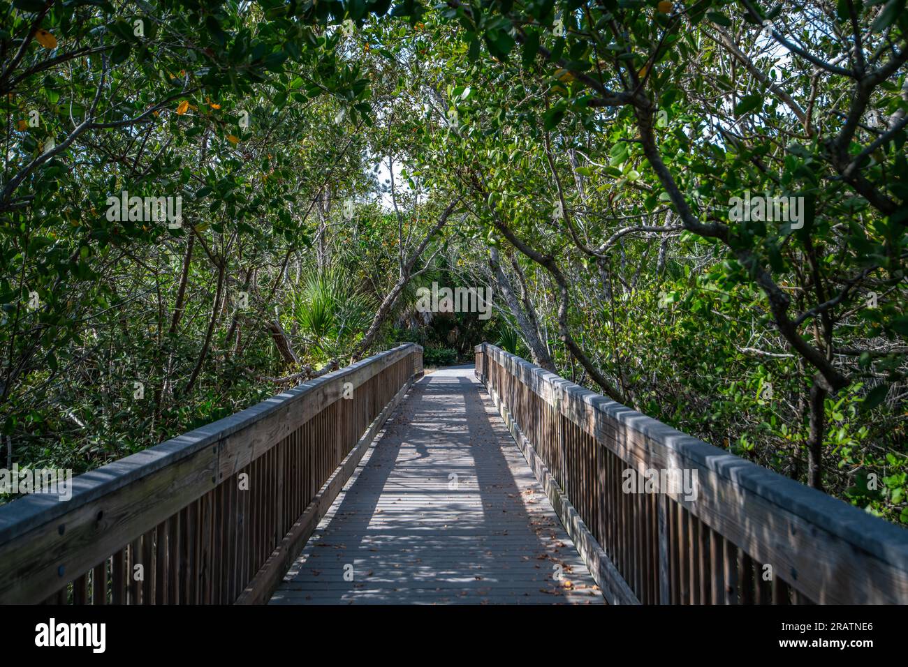 Wooden bridge on the nature path at Weedon Island Preserve in Florida ...