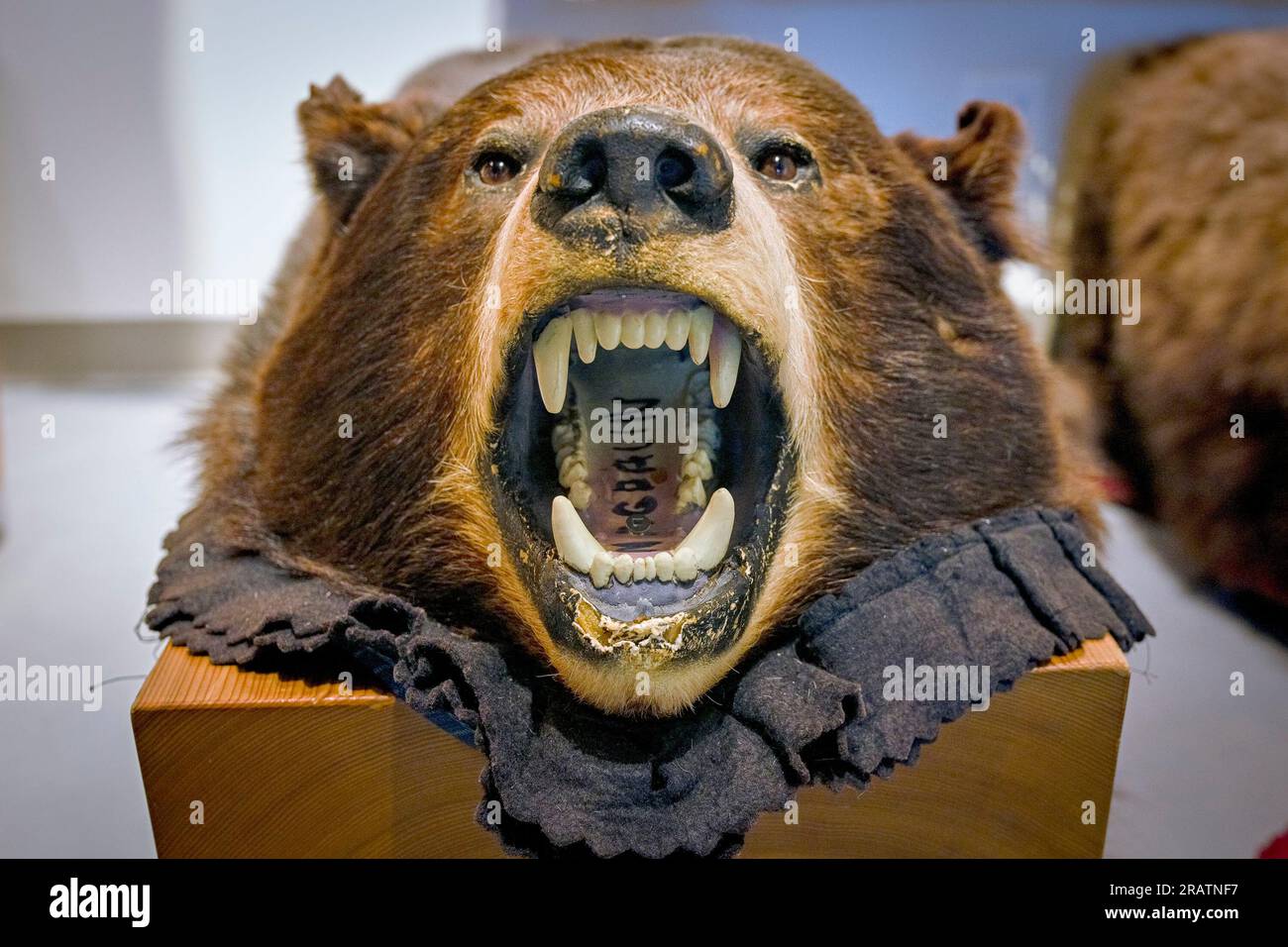 Black bear pelt, Squamish Lil'wat Cultural Centre, Whistler, British ...