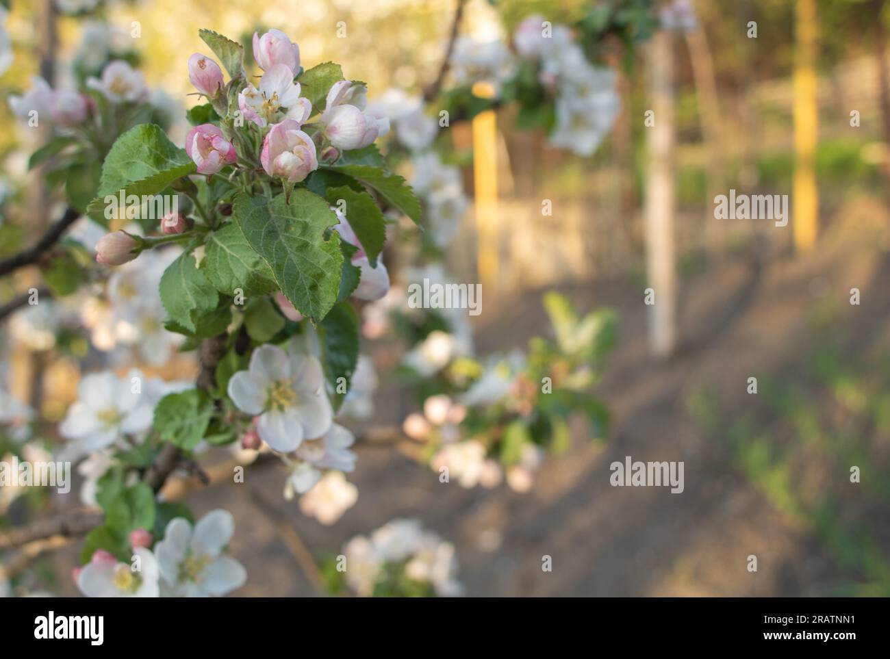 Apple orchard rows flowering hi-res stock photography and images - Alamy