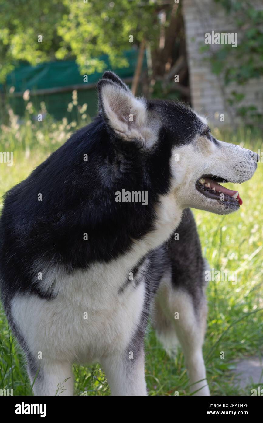 Dog side view hi-res stock photography and images - Alamy