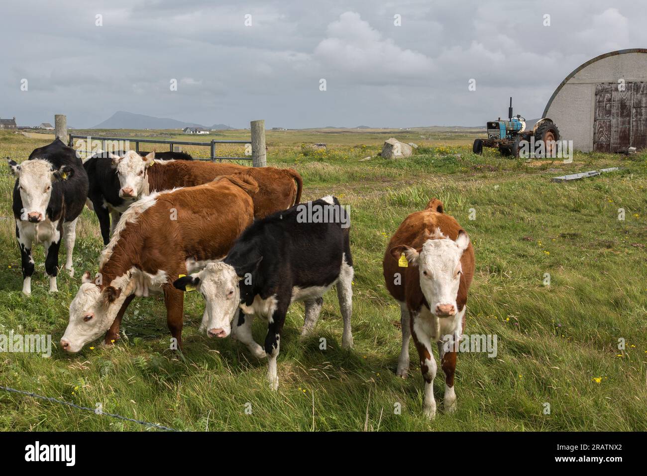Cows and red barn hi-res stock photography and images - Alamy