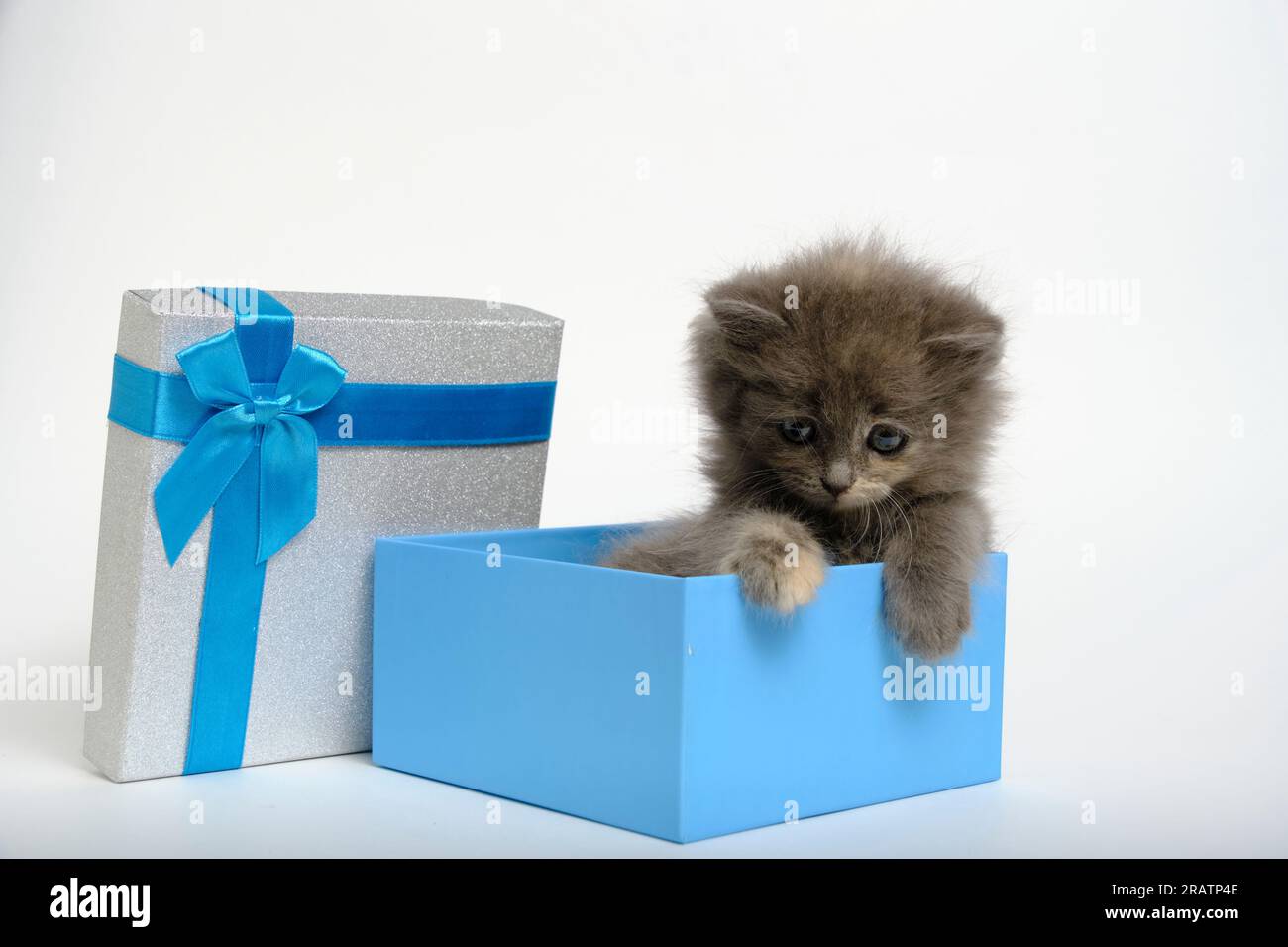 Small and cute gray kitten climbs out of an open gift box with blue bow ...