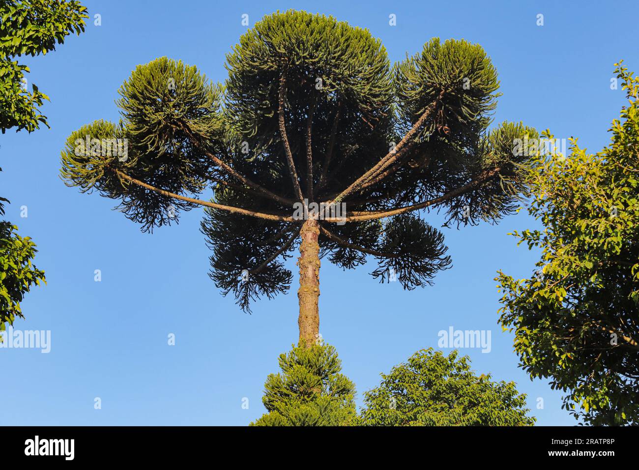 Araucaria tree (Araucaria angustifolia) dominant tree species of mixed ...