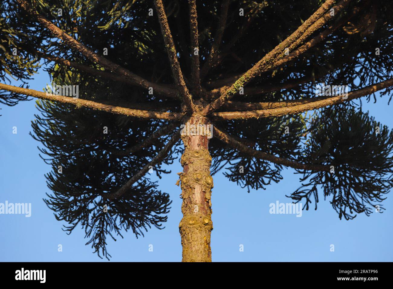 Araucaria tree (Araucaria angustifolia) dominant tree species of mixed ...