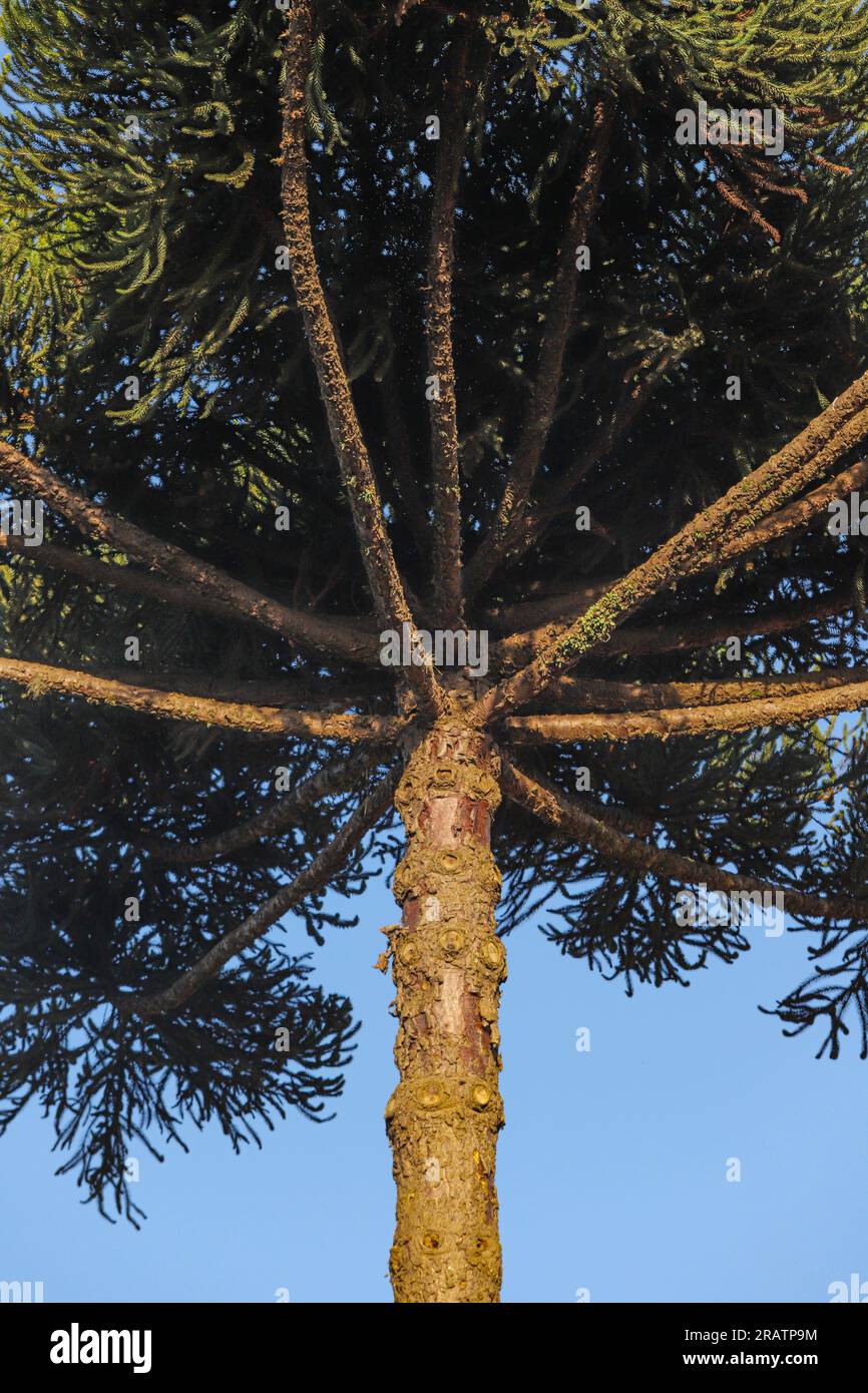 Araucaria tree (Araucaria angustifolia) dominant tree species of mixed ...