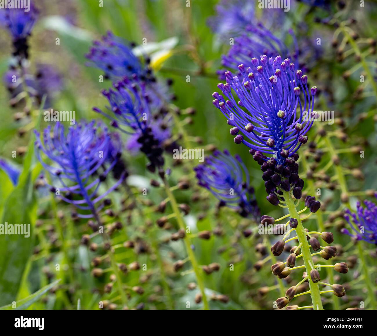 Schopfige muscari hi-res stock photography and images - Alamy