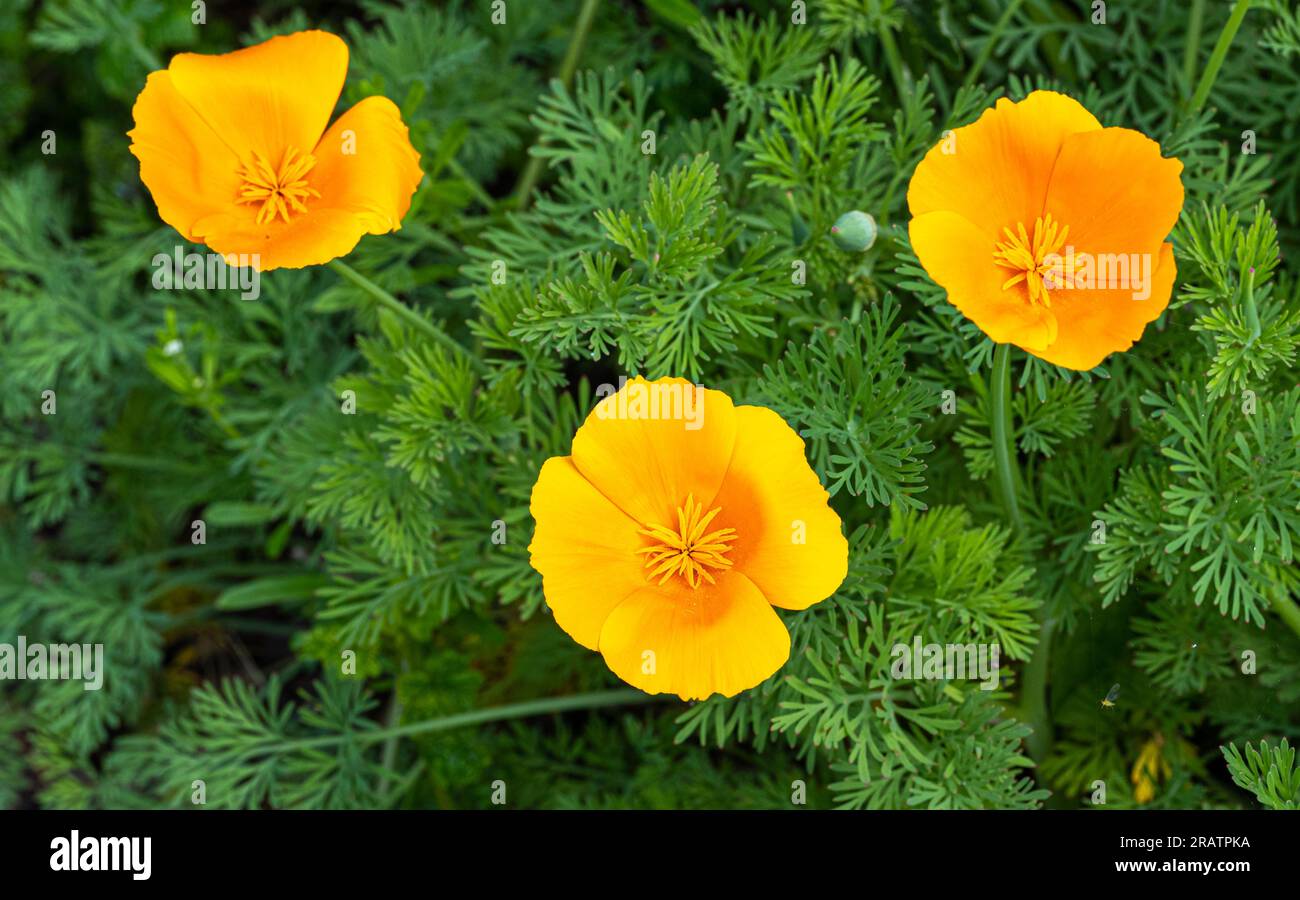 California Poppy detail (Eschscholzia californica). Botanical Garden ...