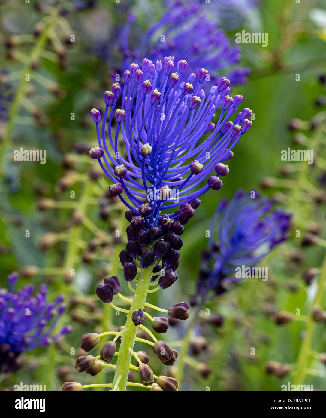 L muscari hi-res stock photography and images - Alamy