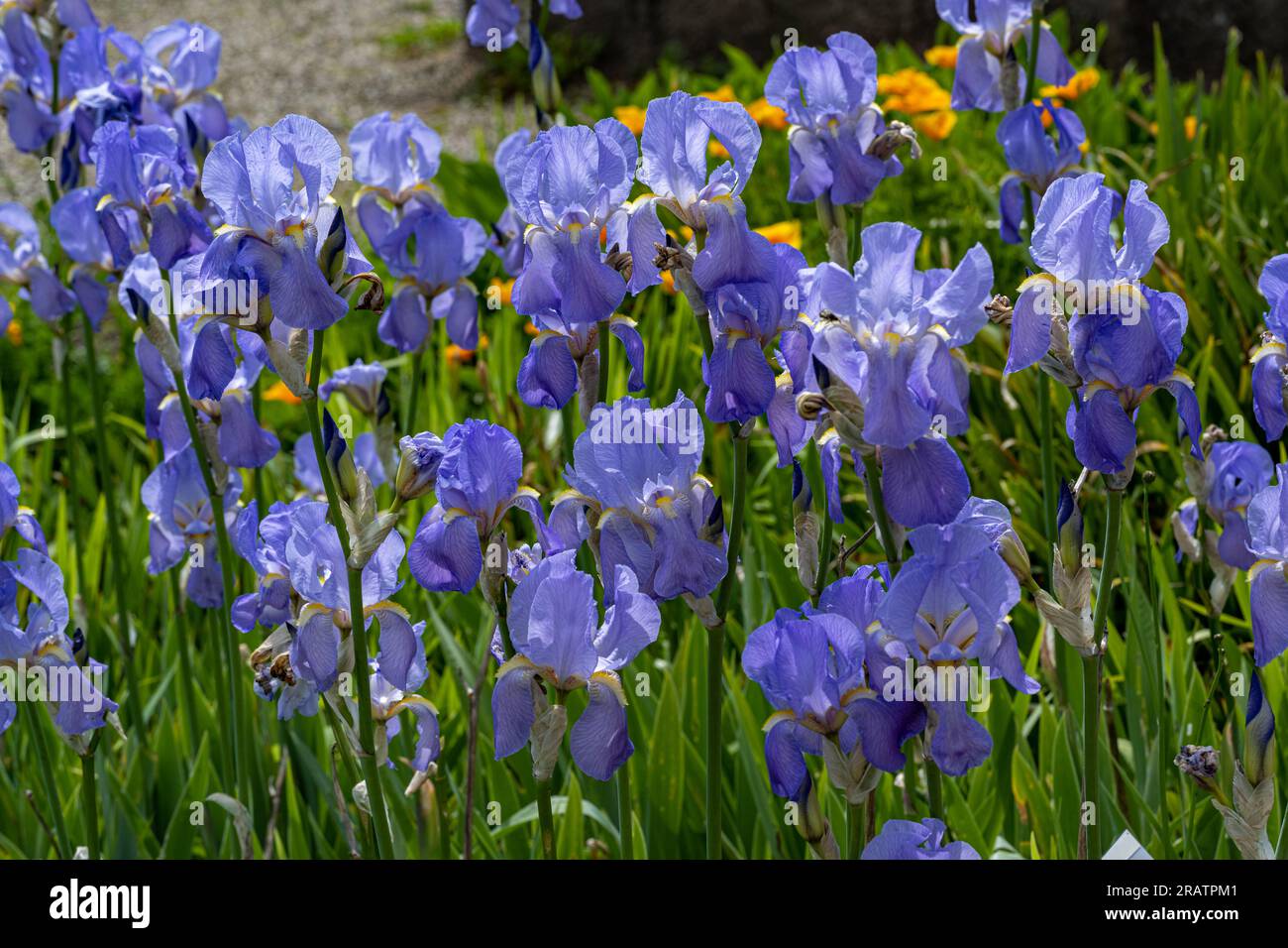 Sweet iris hi-res stock photography and images - Alamy
