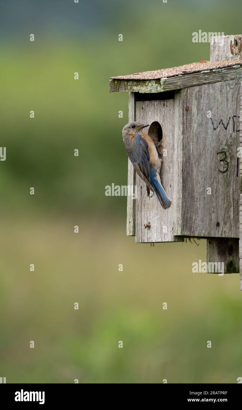 A female eastern bluebird perched on a nesting box ready to feed her ...