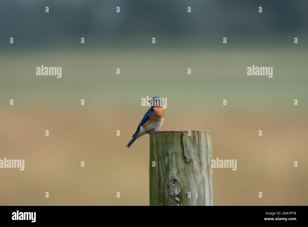 Bluebird on fence hi-res stock photography and images - Alamy
