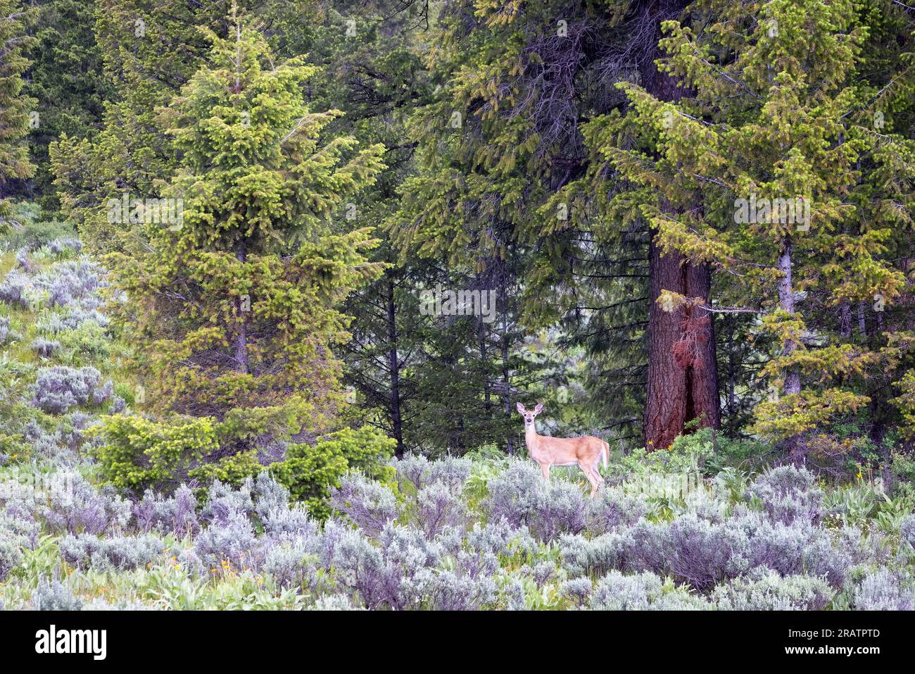 A whitetail deer doe cautiously looking out from below evergreen trees ...