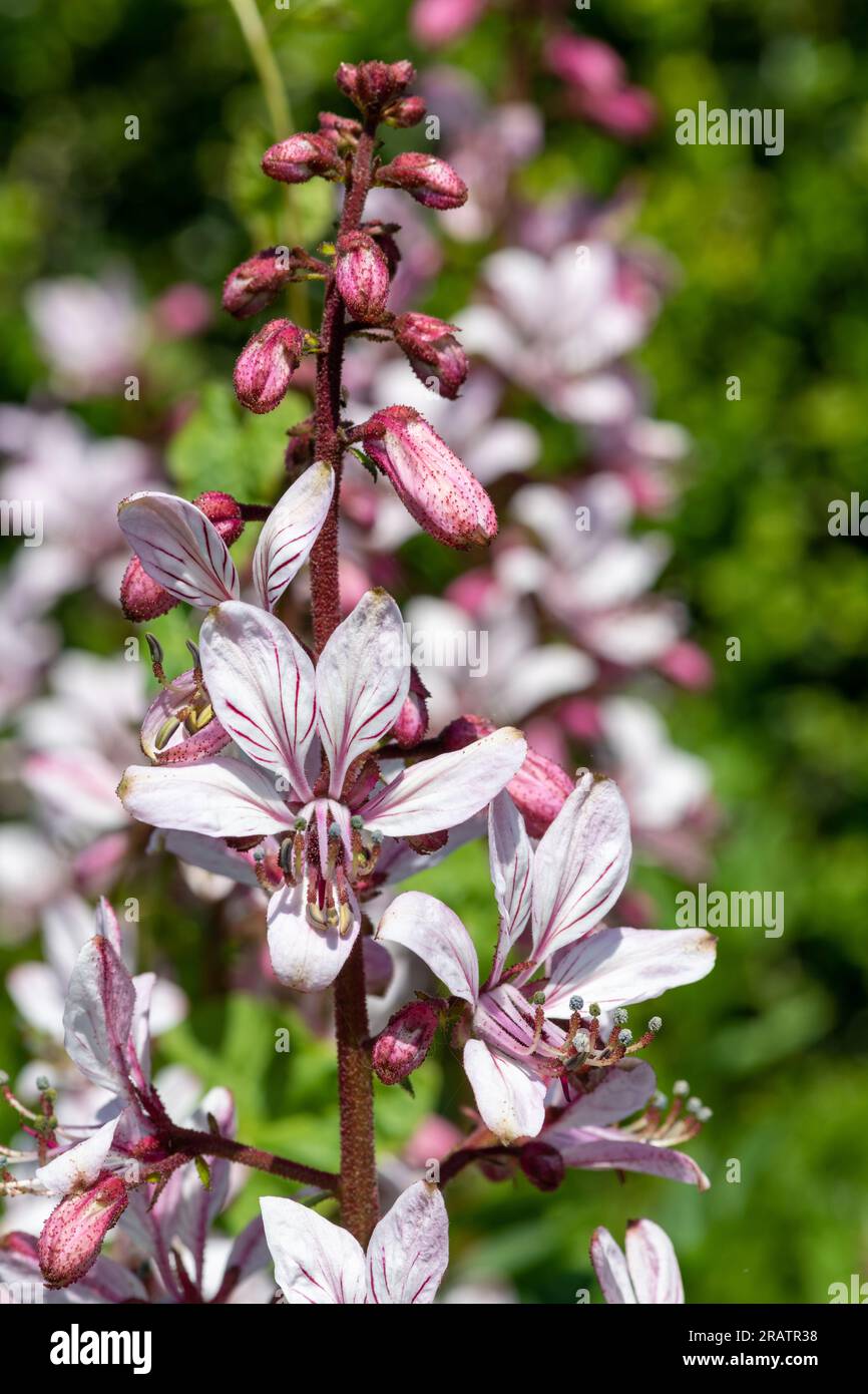 Close up of burning bush (dictamnus albus) flowers in bloom Stock Photo ...