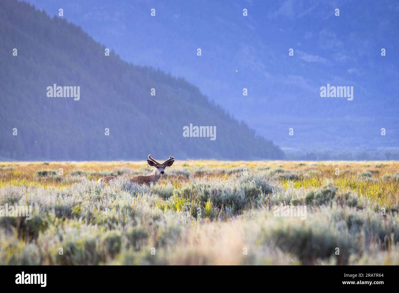A mule deer buck exploring the sagebrush flats of Antelope Flats below ...