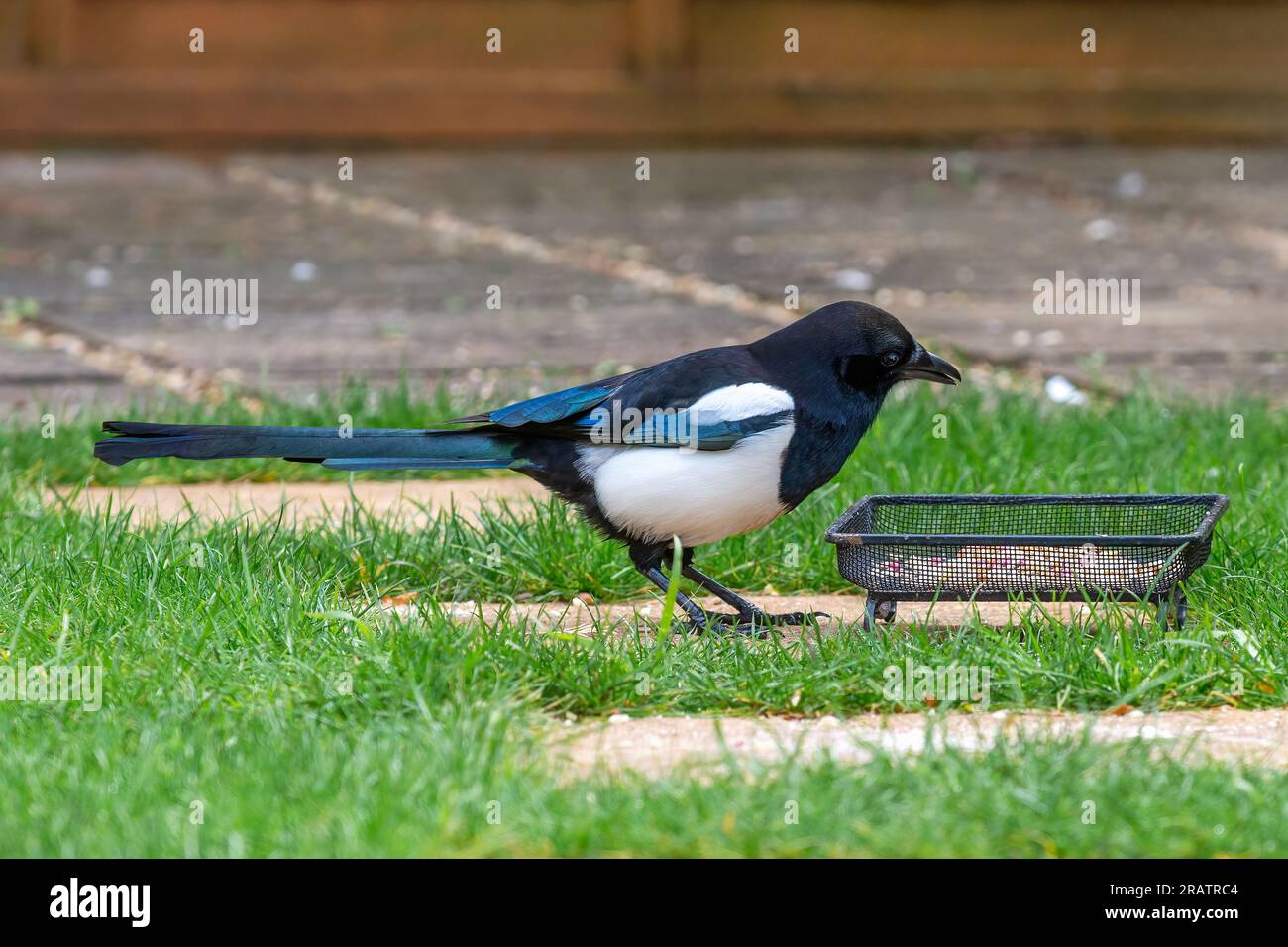 Magpie feeding in garden from ground feeder Stock Photo - Alamy