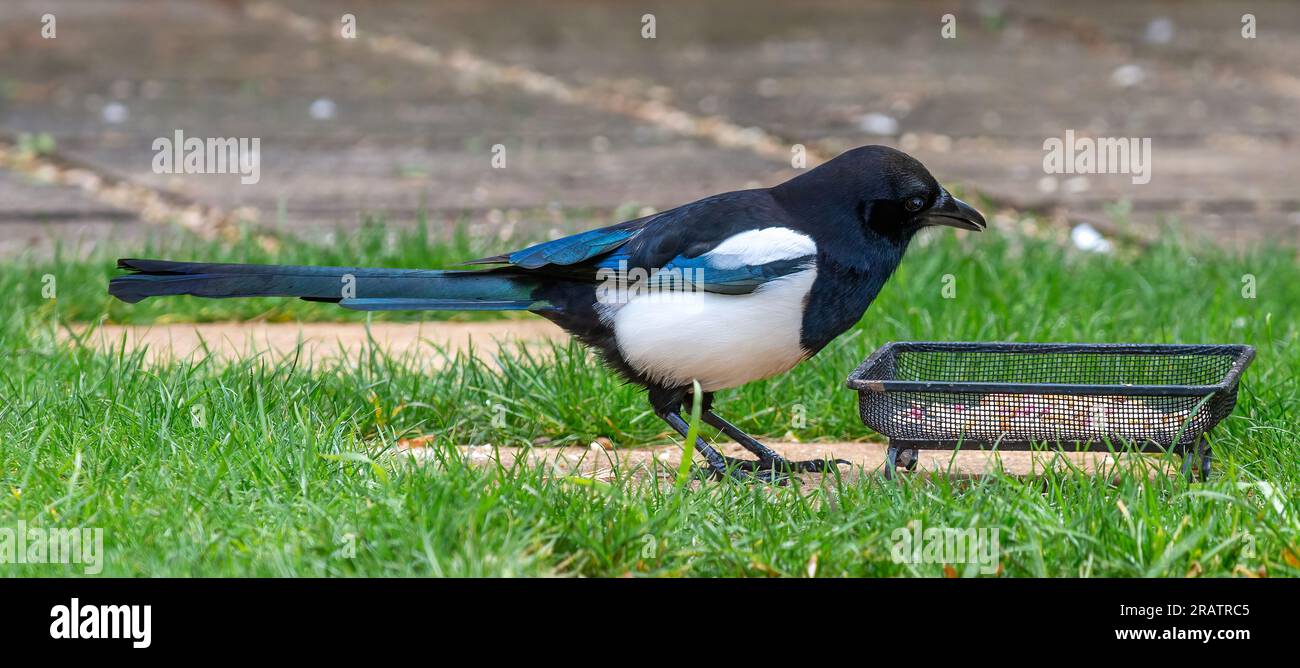 Magpie feeding in garden from ground feeder Stock Photo - Alamy