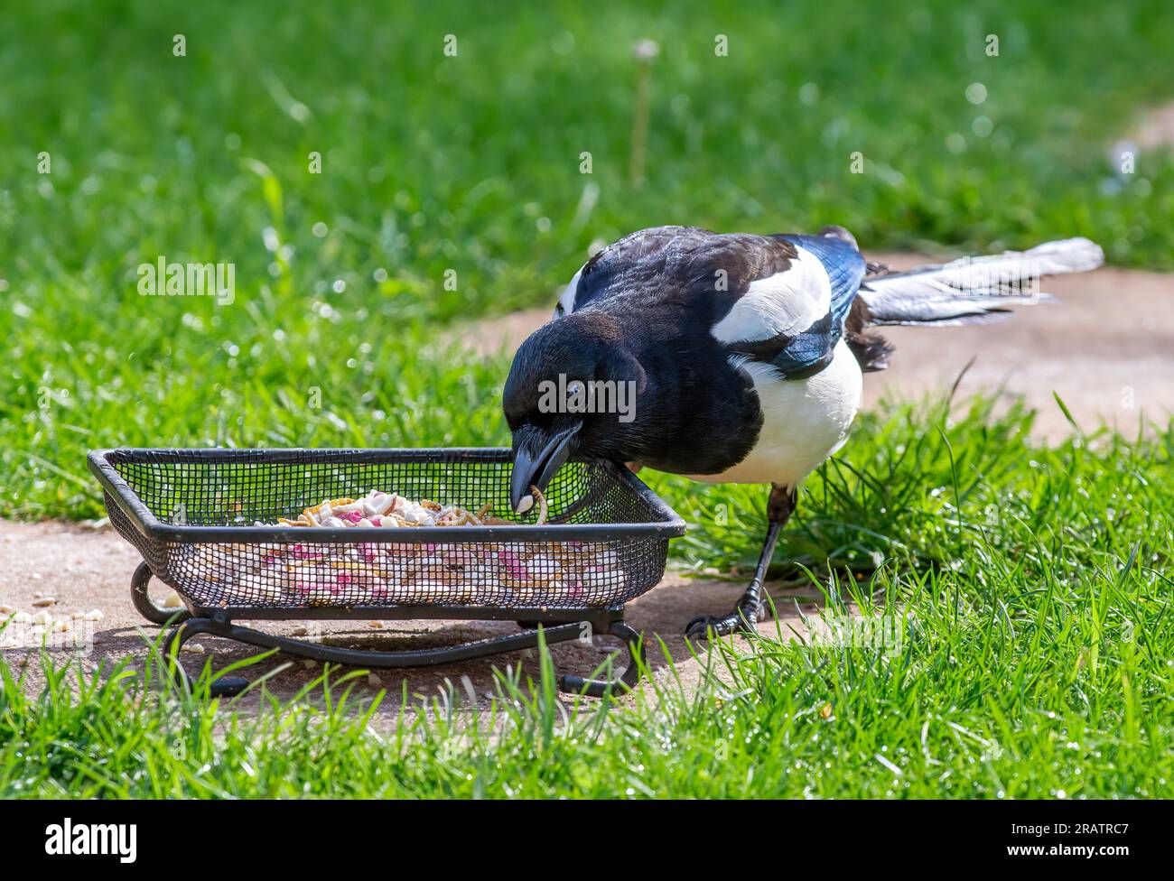 Magpie feeding in garden from ground feeder Stock Photo - Alamy