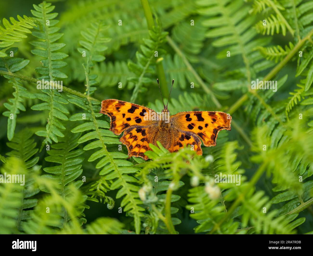 Comma Butterfly Resting on a Fern Stock Photo - Alamy