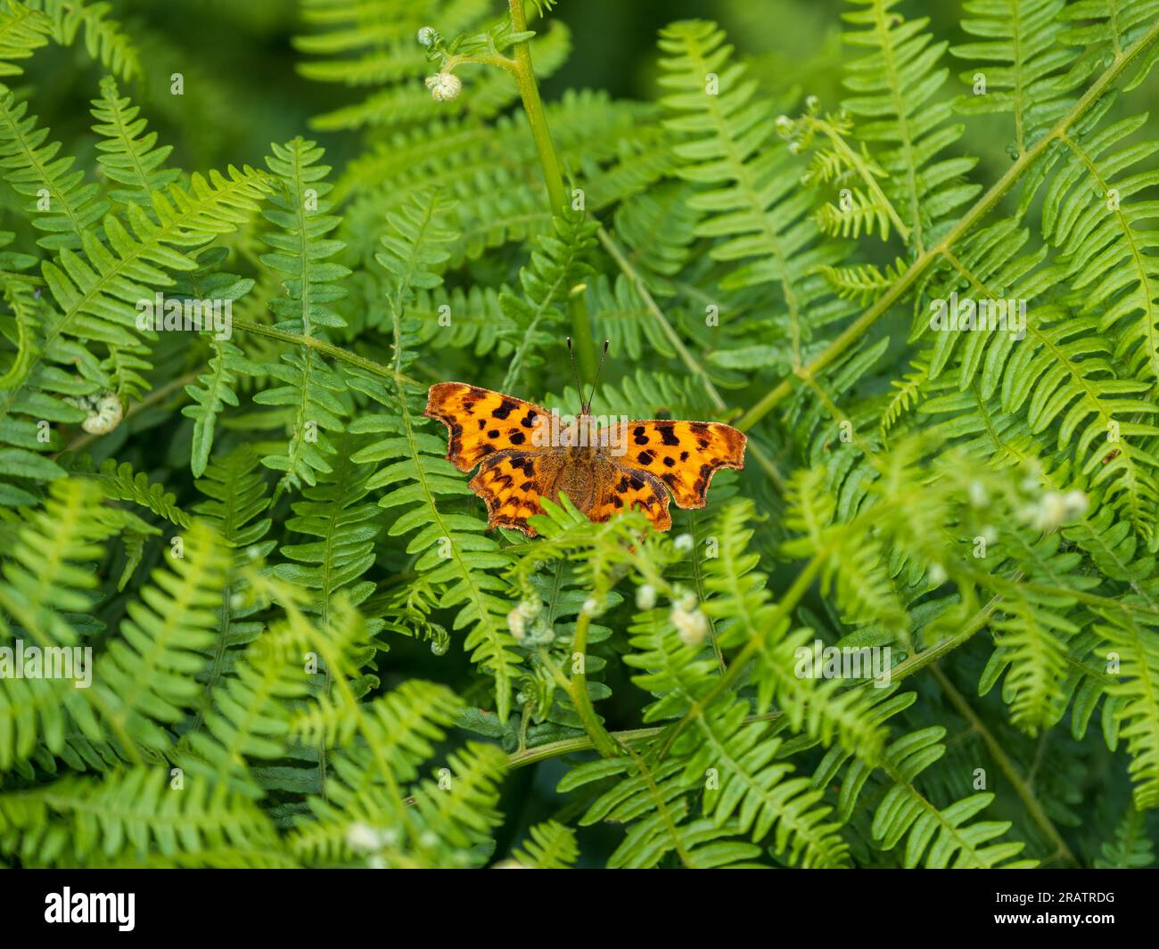 Comma Butterfly Resting on a Fern Stock Photo - Alamy