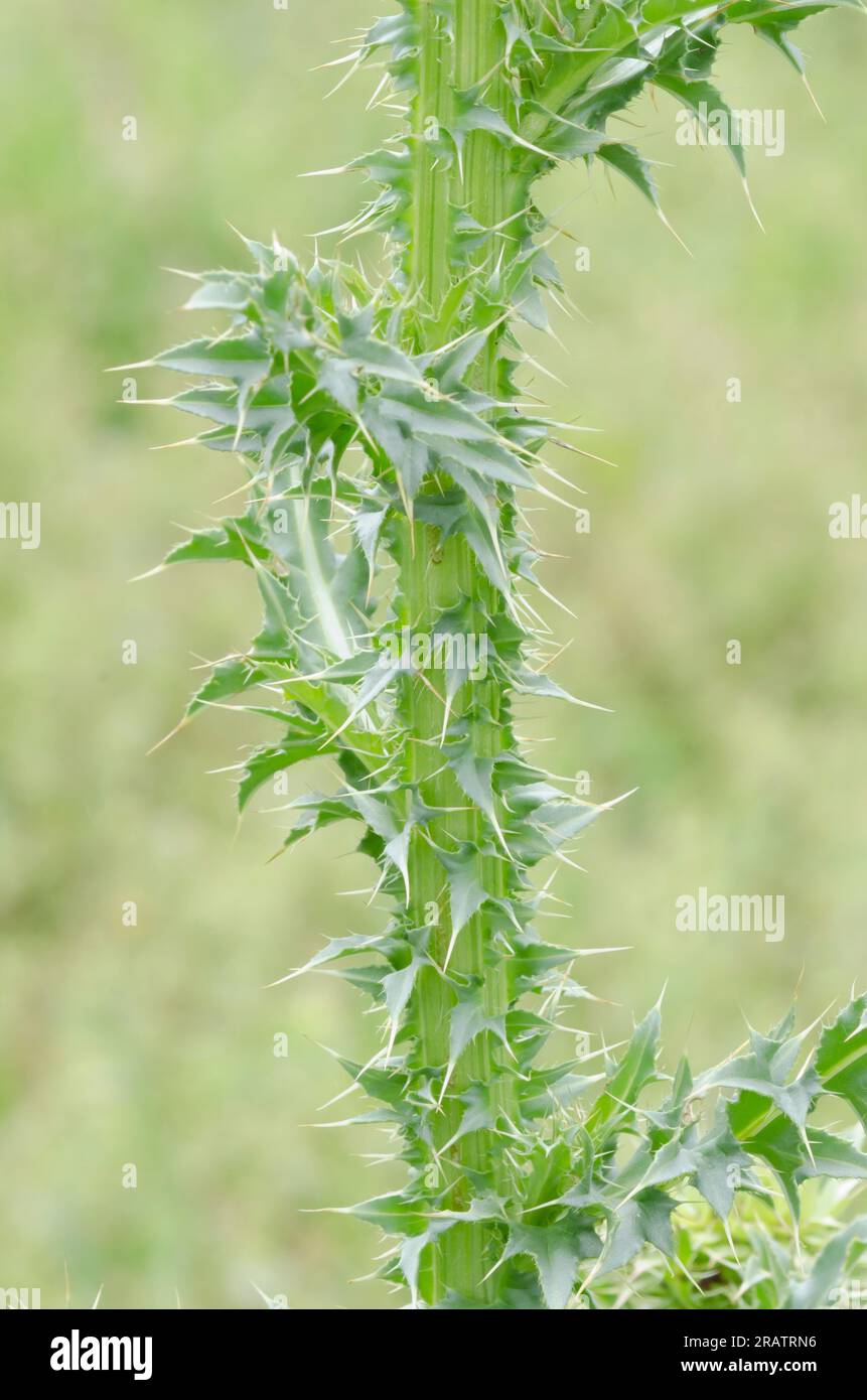 Winged stem hi-res stock photography and images - Alamy