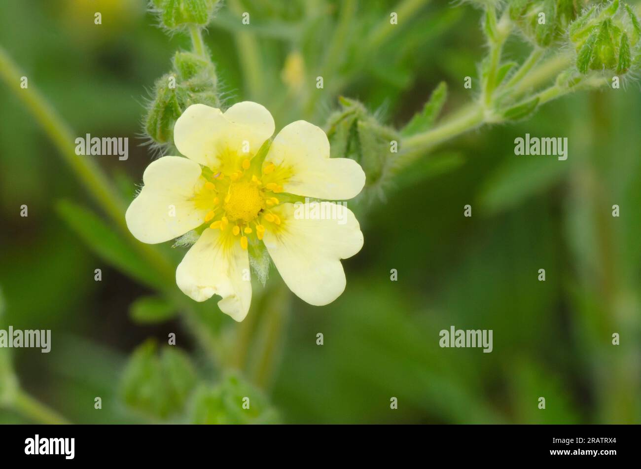Cinquefoil flower hi-res stock photography and images - Alamy