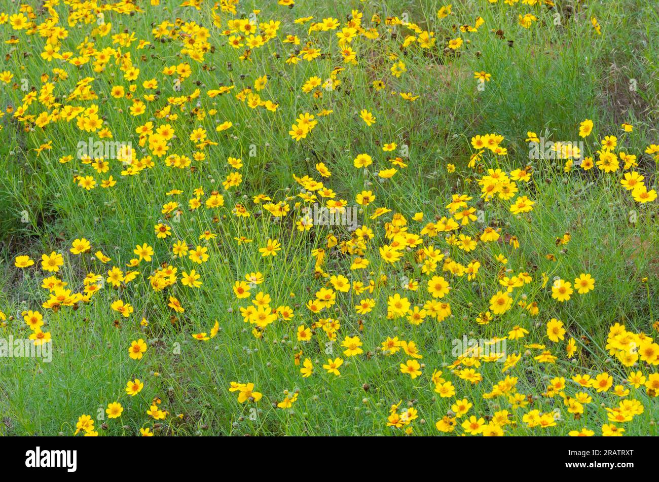 Filifolium hi-res stock photography and images - Alamy