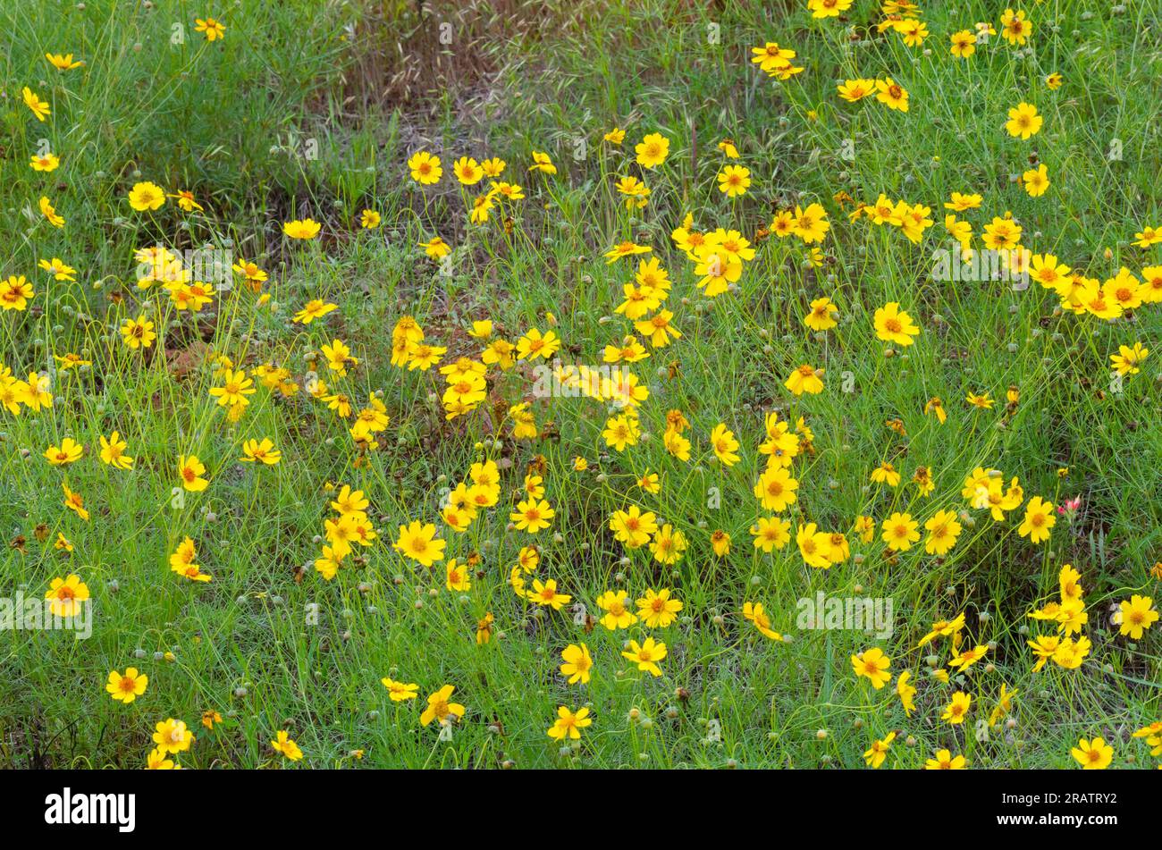 Filifolium hi-res stock photography and images - Alamy