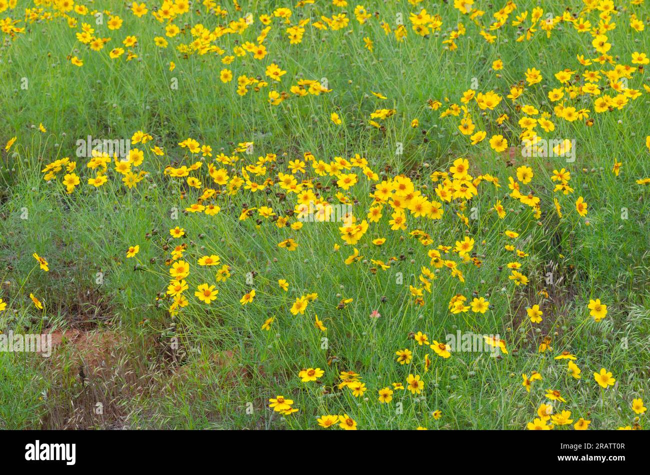 Thelesperma filifolium hi-res stock photography and images - Alamy