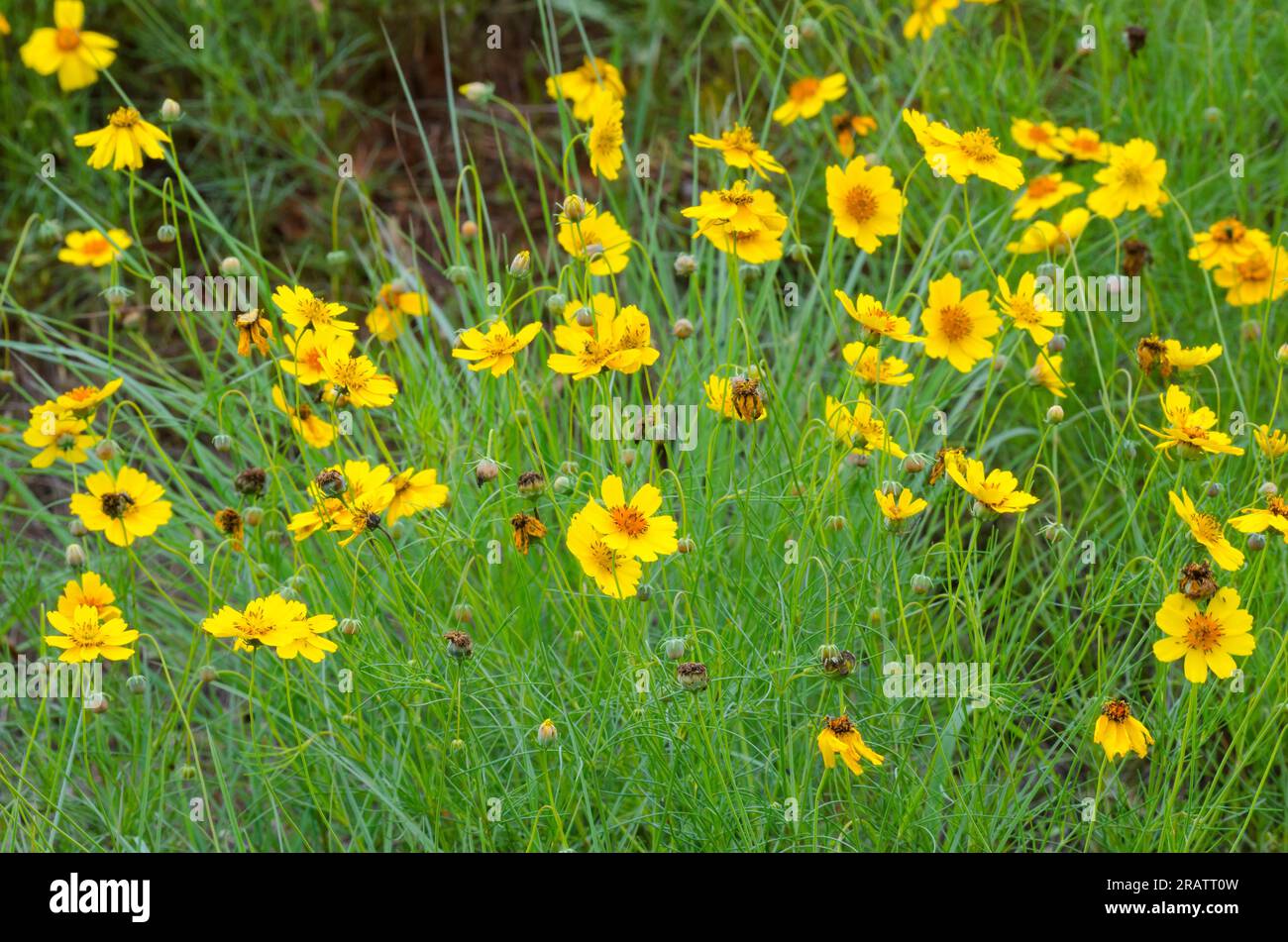 Thelesperma filifolium hi-res stock photography and images - Alamy