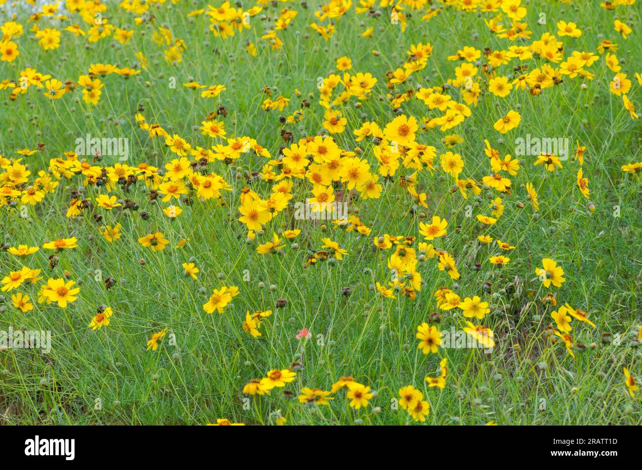Filifolium hi-res stock photography and images - Alamy