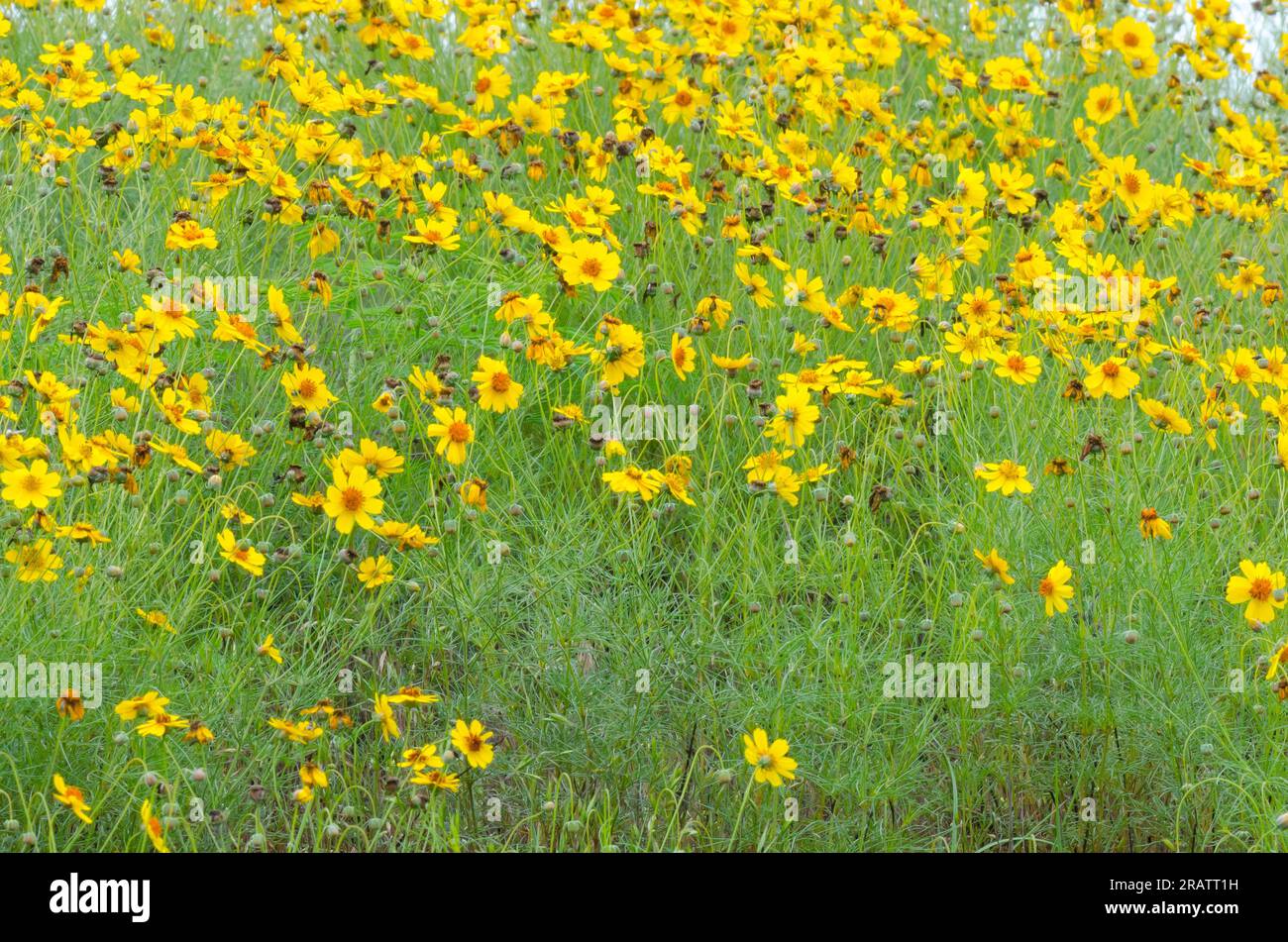 Thelesperma filifolium hi-res stock photography and images - Alamy