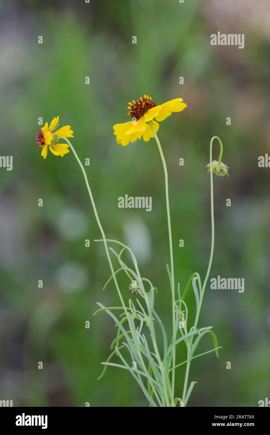 Brown bitterweed hi-res stock photography and images - Alamy