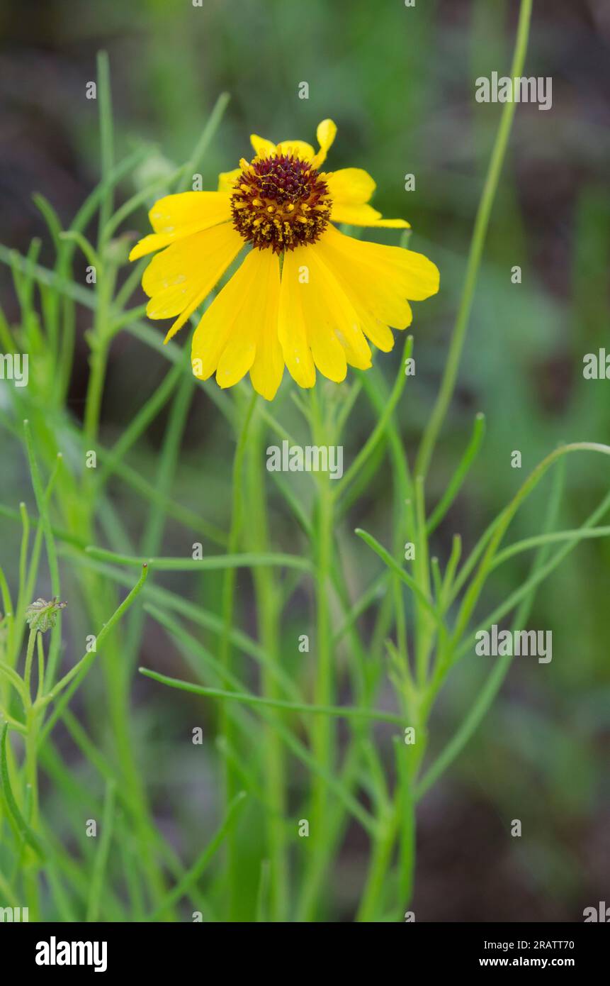 Bitterweed hi-res stock photography and images - Alamy