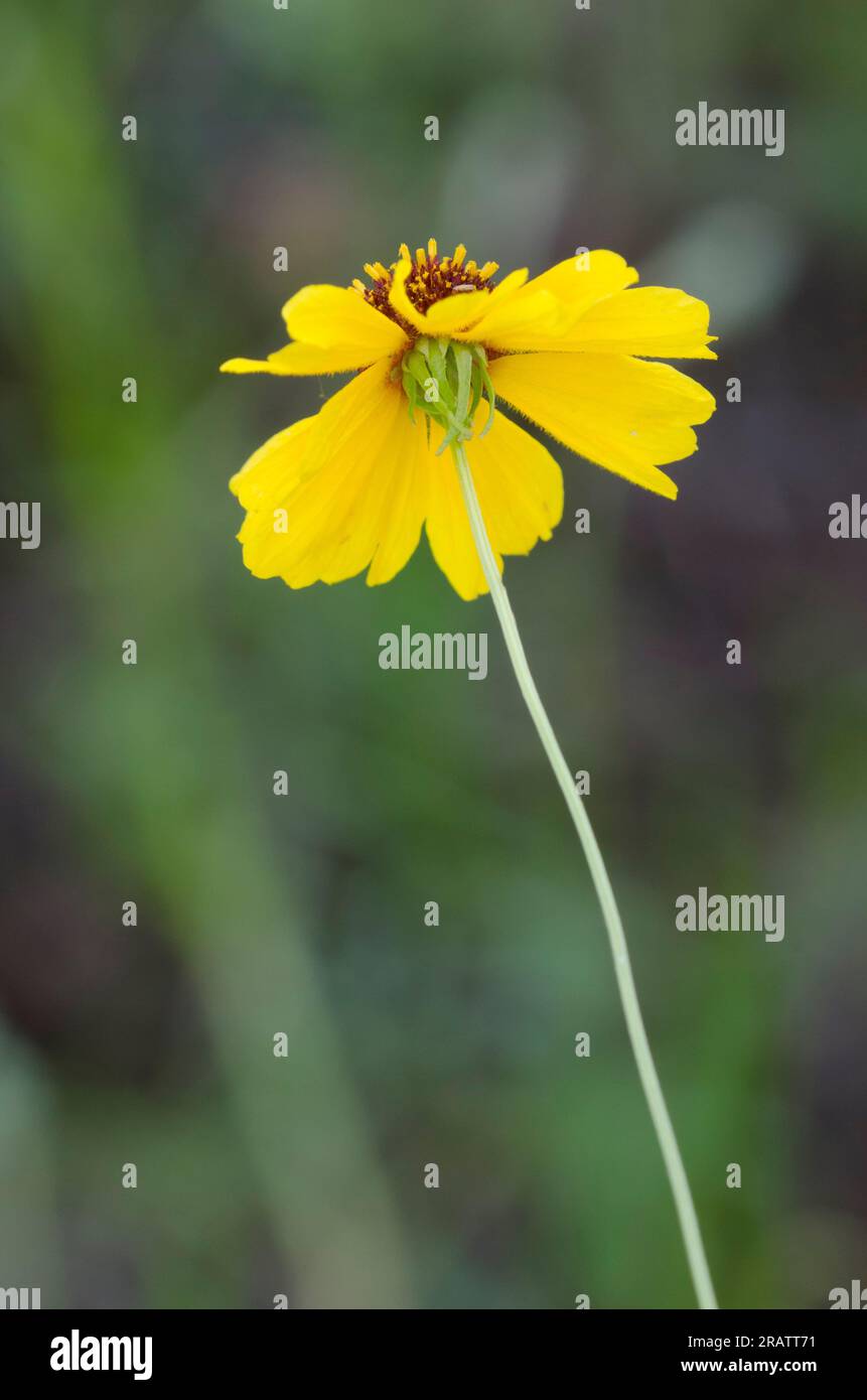 Helenium badium hi-res stock photography and images - Alamy
