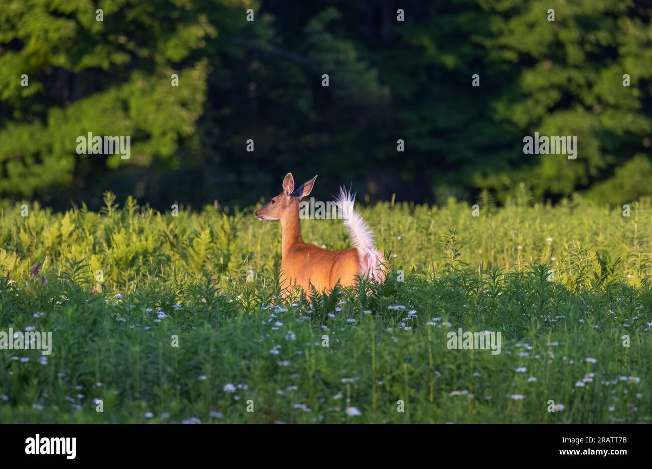 White-tailed doe running for the safety of the forest Stock Photo - Alamy