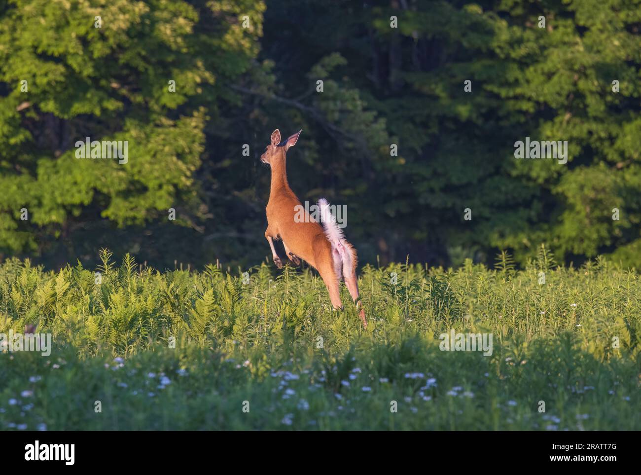 White-tailed doe running for the safety of the forest Stock Photo - Alamy