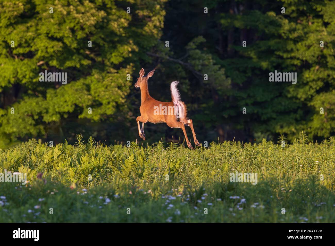White-tailed doe running for the safety of the forest Stock Photo - Alamy