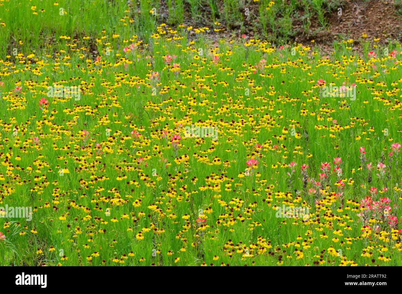 Sedum nuttallii hi-res stock photography and images - Alamy