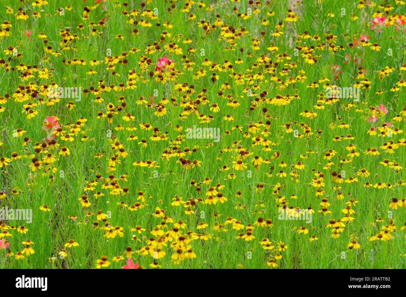 Wildflowers, Brown Bitterweed, Helenium amarum var. badium and ...