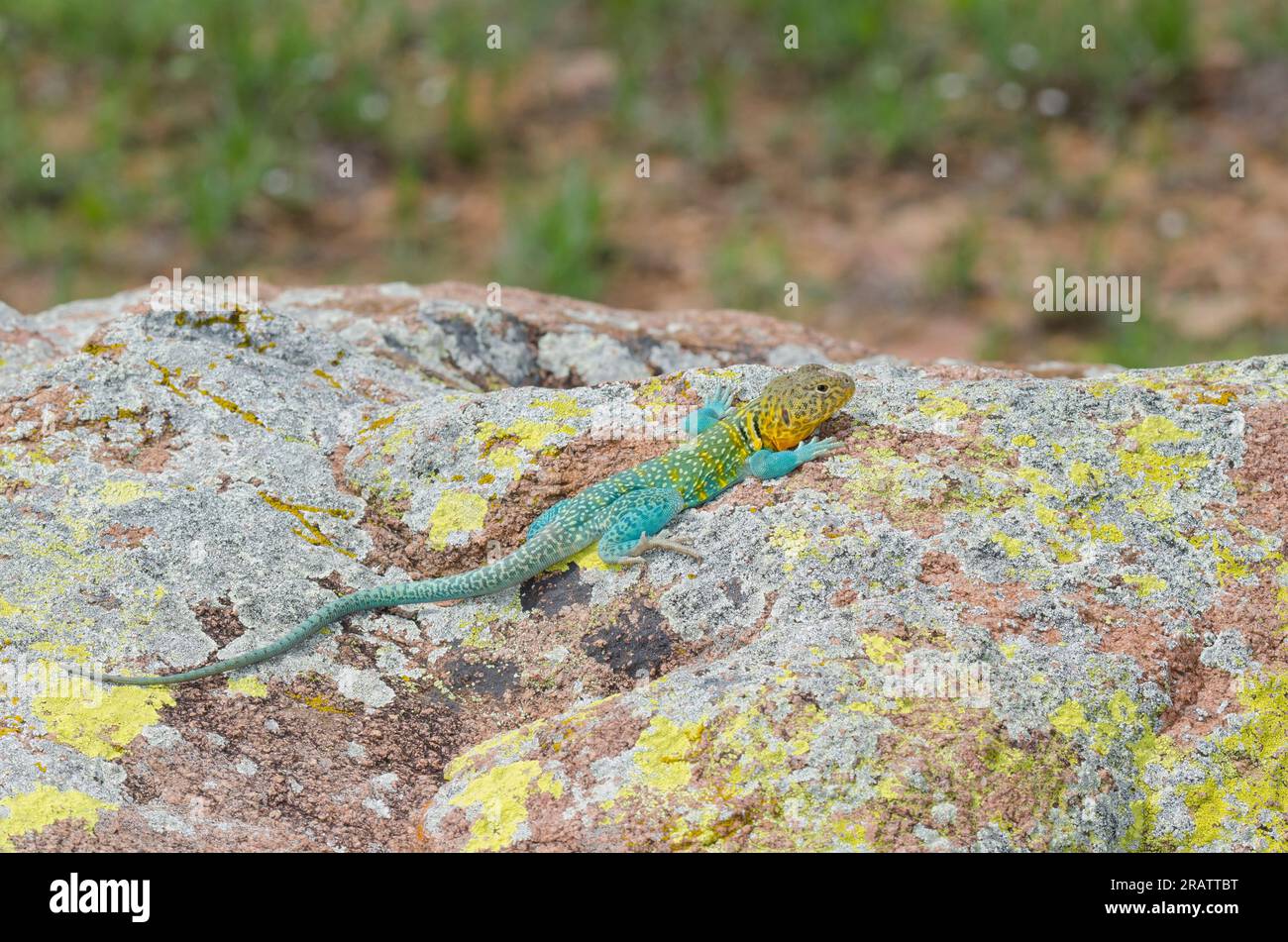 Yellow headed collared lizard hi-res stock photography and images - Alamy