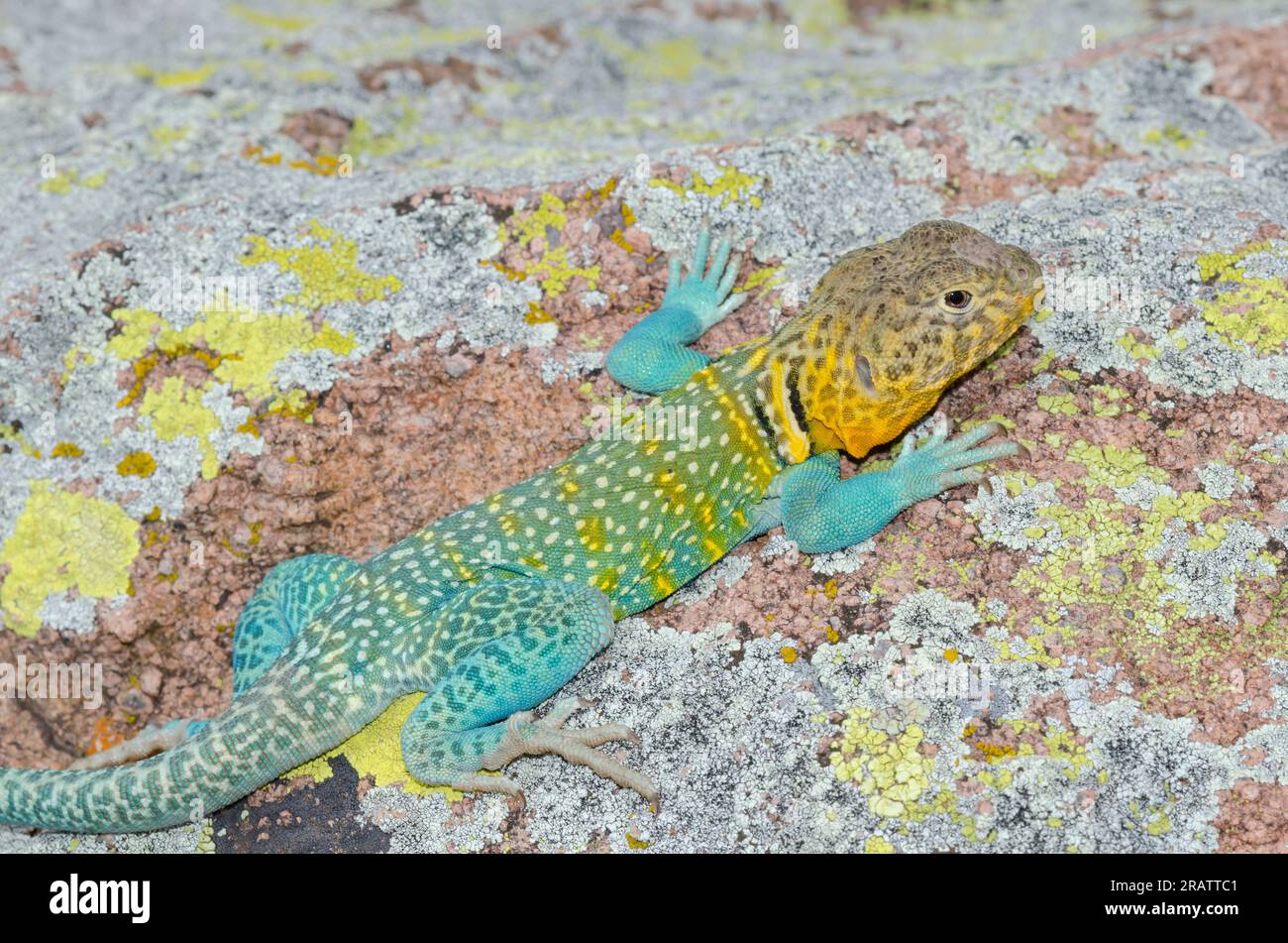 Yellow headed collared lizard hi-res stock photography and images - Alamy